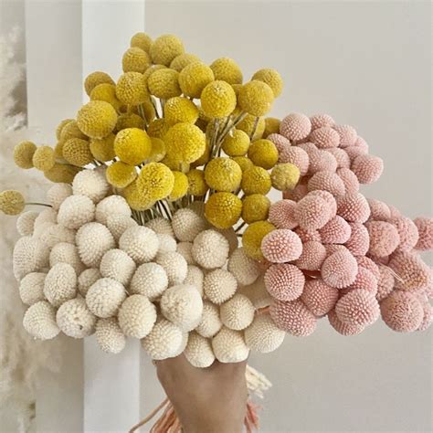 Billy Balls Yellow White Pink Lilac 10 Stems Billy Balls