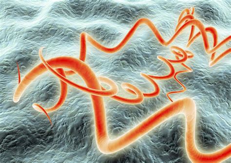 Understanding Syphilis Symptoms Testing And Treatment