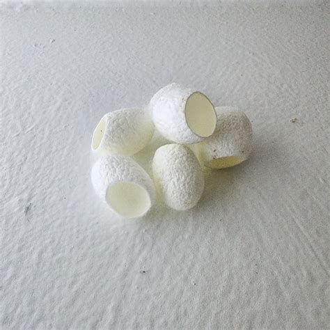 Jumping Spider Hides Silk Cocoon Nest Etsy