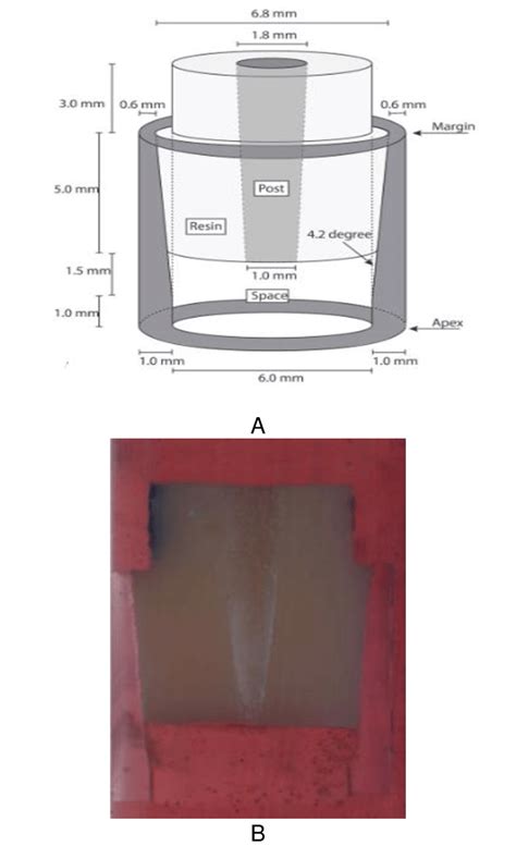 A Geometric Diagram Of The Specimen Shape B Longitudinal Section Of