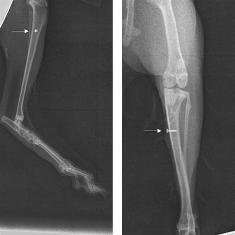Medial And Supine X Rays Of The Left Rabbit Tibia To Show Implant Download Scientific Diagram