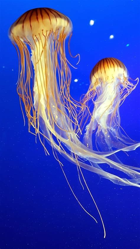 Imagen Gratis Buceador De Mar Aletas De Buceo Equipo Pie Bajo El