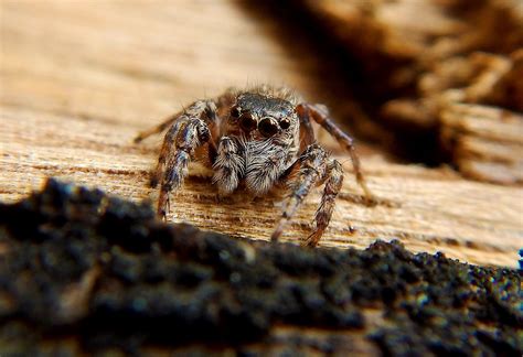 Más De 100 Imágenes Gratis De Ojos De La Araña Y Araña Pixabay