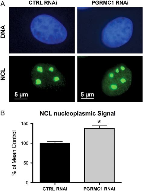 Effect Of Pgrmc1 Rnai Mediated Gene Silencing On Ncl Localization A