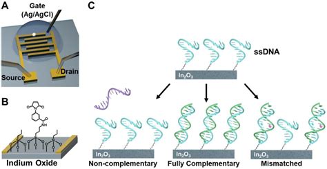 Figure 1 From Detecting Dna And Rna And Differentiating Single Nucleotide Variations Via Field
