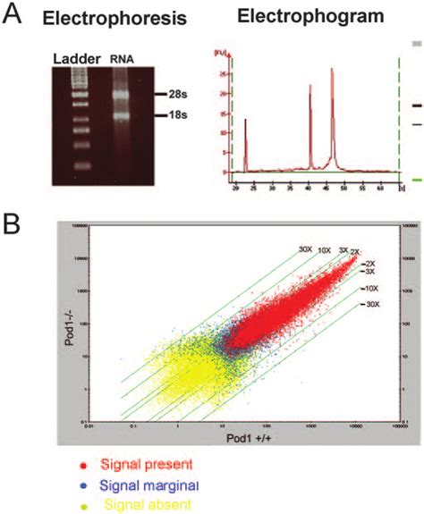 Evaluation Of The Integrity Of Rna Isolated For Microarray Analysis Download Scientific
