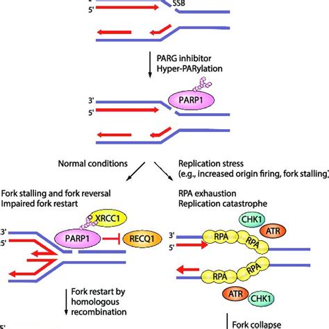 synthetic lethality between parg inhibitors and replication stress