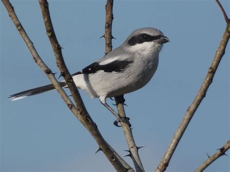 Northern Shrike Vs Loggerhead Shrike