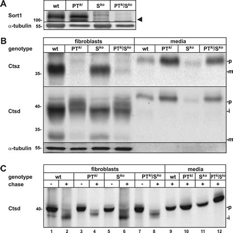 Lrp1 Ldl Receptor Play Critical Roles In Mannose 6‐phosphate‐independent Lysosomal Enzyme