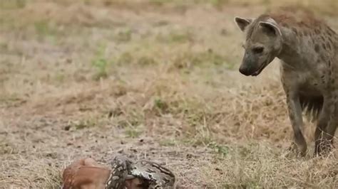 The Hyena Impala And Python One News Page Video The Hyena Impala And Python One News Page Video