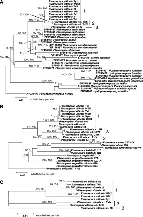 Minimum Evolution Phylogenetic Reconstruction Using Partial Nrlsu A Download Scientific