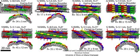 Membrane Sculpting By Bar Domains
