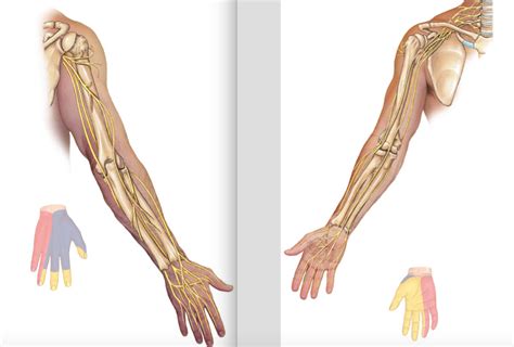 Upper Limb Peripheral Nerves Diagram Quizlet