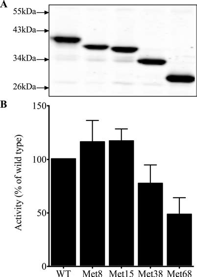 Effect Of N Terminal Truncations On The Activity Of Nat8l The Entire