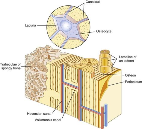 Compact Bone Labeled Canaliculi