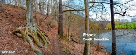 마법의 낙엽과 소나무 숲의 숲 하이킹 코스의 탁 트인 전망 독일 강변에서 이끼 낀 뿌리가 있는 고대 나무 따뜻한 일몰 봄 저녁