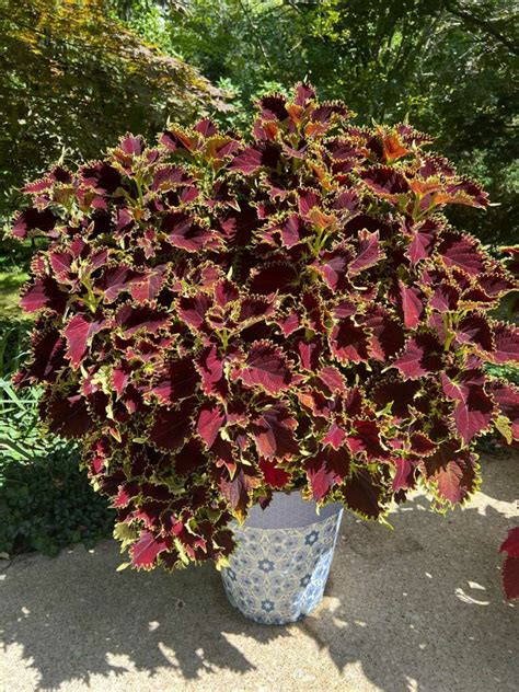 17 Spectacular Coleus Varieties For Sun Tips To Grow Artofit