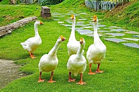 White Ducks Long Neck Ducks For Sale Rag Hans Batakh بطخ