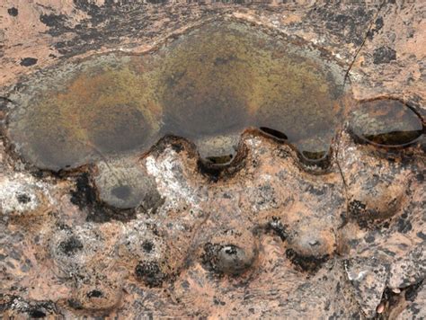 `micropaisaje Y Pareidolia´con Elizabeth Schummer Máster PhotoespaÑa
