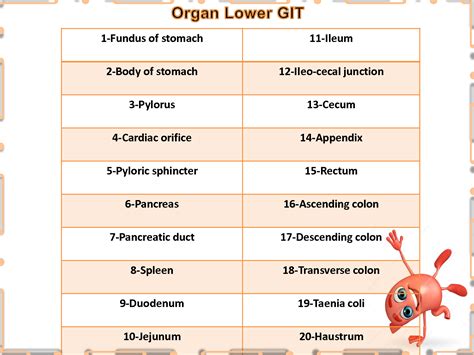 SOLUTION Lower Git Anatomy Medical Notes Studypool