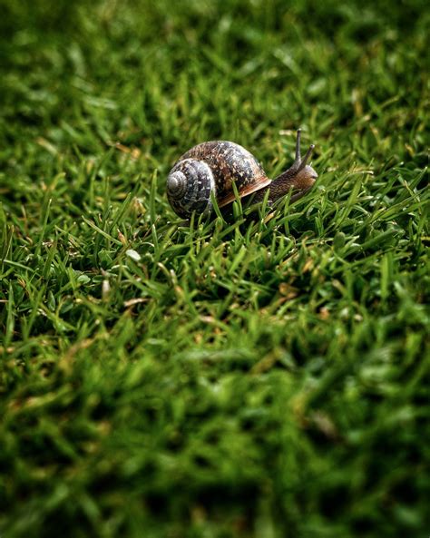 Snail Grass Nature Free Photo On Pixabay Pixabay