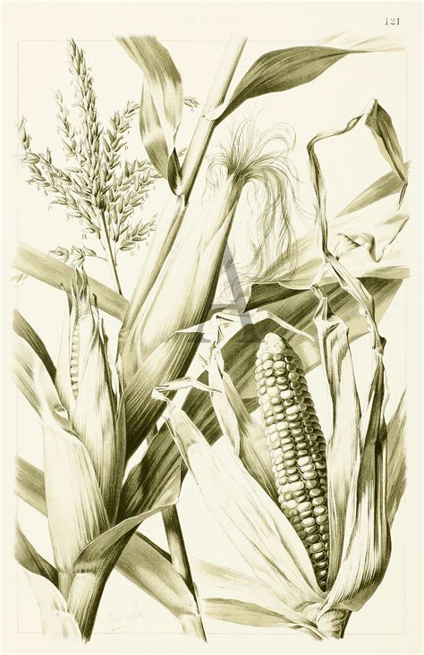 Corn Antique Print Map Room