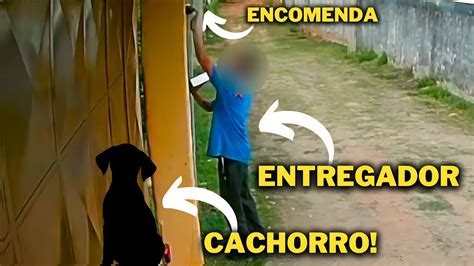 Entregador Jogou Minha A Encomenda Por Cima Do Muro E O Cachorro