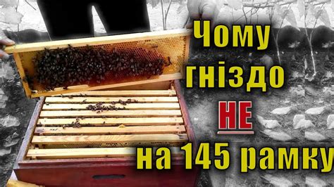 Відмовились від 145 гнізда - YouTube