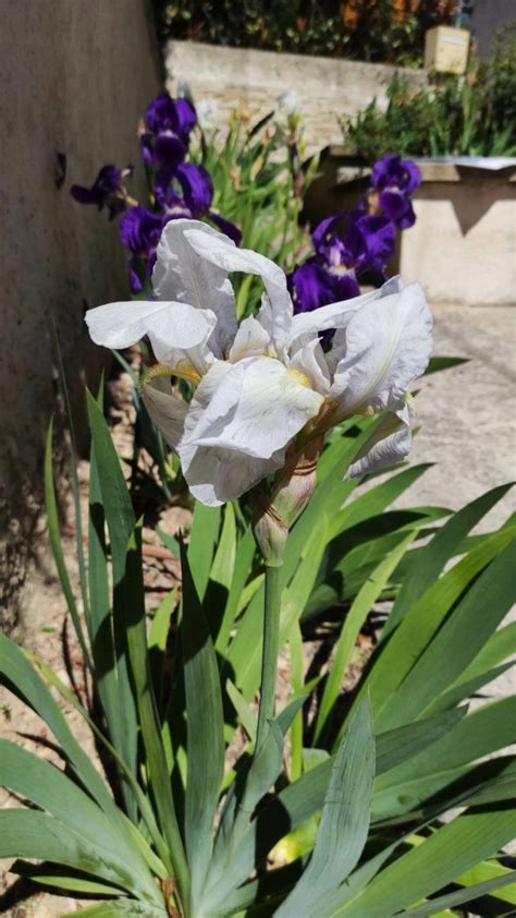 Iris Blanc Allure Bizarre