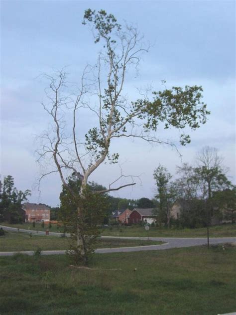 Examples Of Tree Decline Due To Construction Activities Examples Of Tree Decline Due To Construction Activities