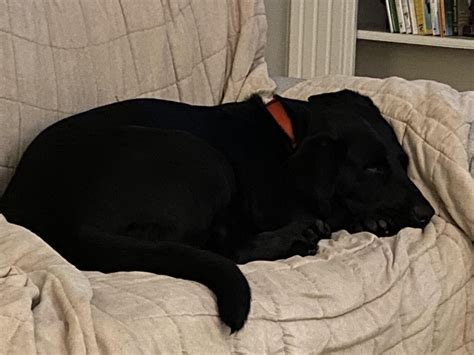 Millie Queen Of The Couch R Blacklabs