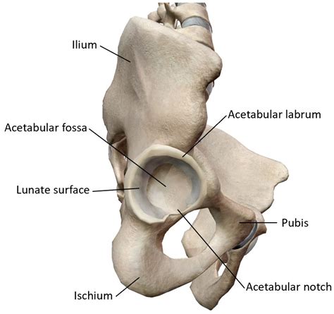 Acetabular Fossa