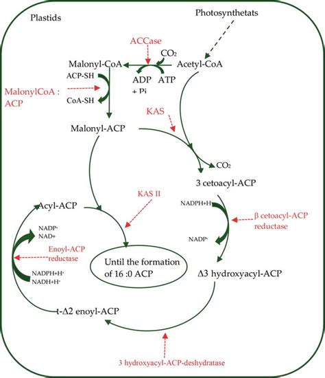 Plant Lipid Metabolism IntechOpen