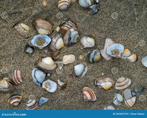 Shells On Sand Beach Many Types Of Shells On Sand Stock Image Image Of Natural Mexican 295435739