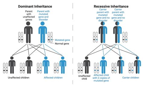 Genetic Inheritance