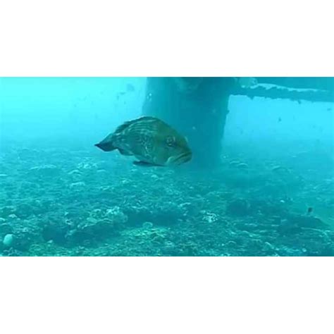 Sea Bass Black Blackfish Sea Bass Black Bass Black Will Black