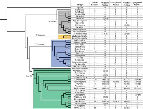Phylogeny Of Arthropoda Orders Tested And Number Of Reproductive Download Scientific Diagram
