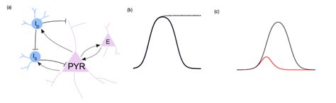 Excitatory Inhibitory Neuronal Populational Model And The Activation
