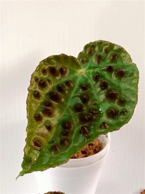 Mini Begonia Forex Furniture And Home Living Gardening Plants And Seeds On Carousell