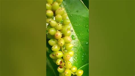 Exotic Fruits Bugnay Youtube