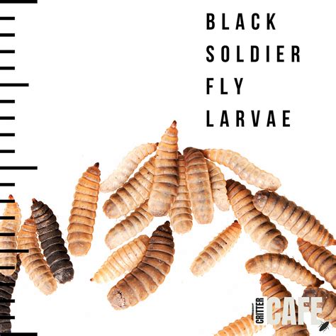 Black Soldier Fly Larvae | Critter Cafe