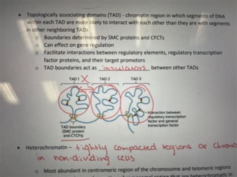 Test 2 Genetics Flashcards Quizlet