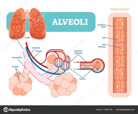 Plíce Alveolů Schematické Anatomické Vektorové Ilustrace Diagram S