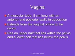 Anatomy Of Female Internal Genitaliapptx