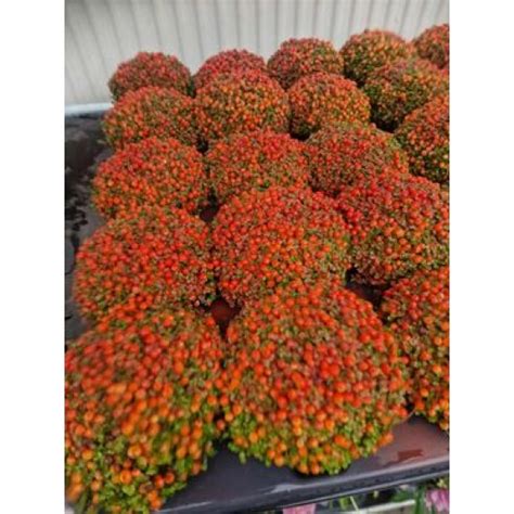 Нертера от Plants.bg с отлична цена