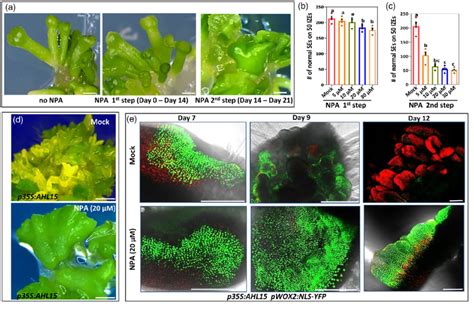 Auxin Efflux Is Required For The Proper Development Of Embryonic Cells