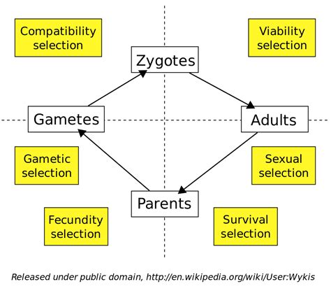 ملف Life cycle of a sexually reproducing organism svg المعرفة
