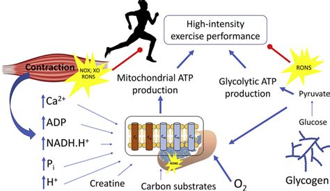 An integrative approach to the regulation of mitochondrial respiration during exercise: Focus on ...