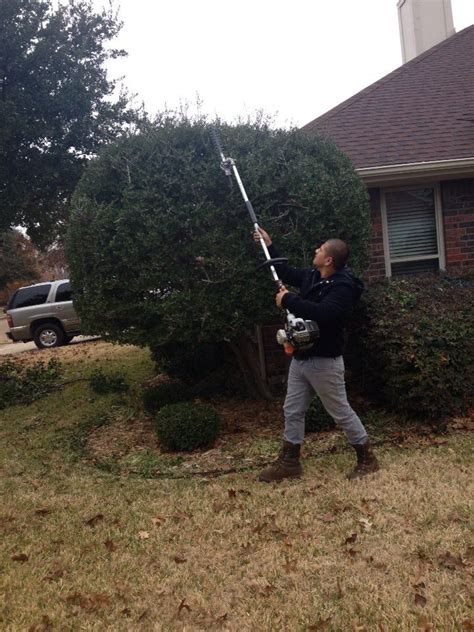Shrub Trimming Montielstreeservices Com Shrubs Trees And Shrubs Outdoor Power