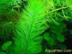 Перистолистник зелёный элатиноидес (Myriophyllum elatinoides ...